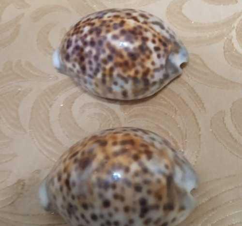 Ракушки со средиземного моря