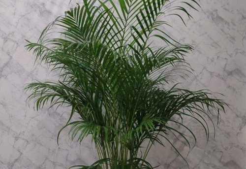 Пальма арека дипсис 2 метра