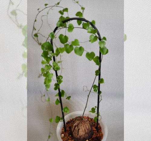 Диоскорея(слоновая нога), dioscorea elephantipes