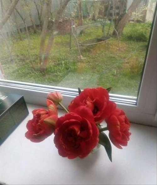 Луковицы тюльпана и ифейона
