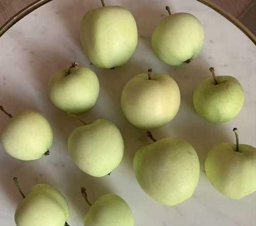 Яблоки домашние