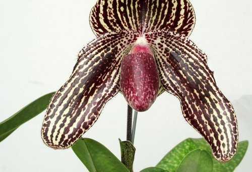 Орхидея. Башмачек. Paph. Lady Roth. X godefroyae