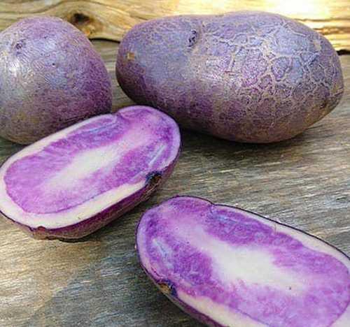 Картофель саженцы