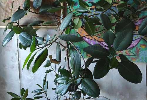 Фикус эластика, или Каучуконосный (Ficus elastica)