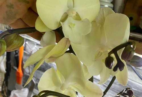 Орхидея биг лип цветы