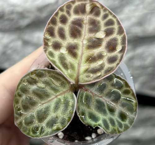 Ардизия спина черепахи (Ardisia Turtle Back)