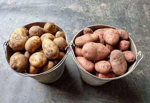 Продам деревенский картофель