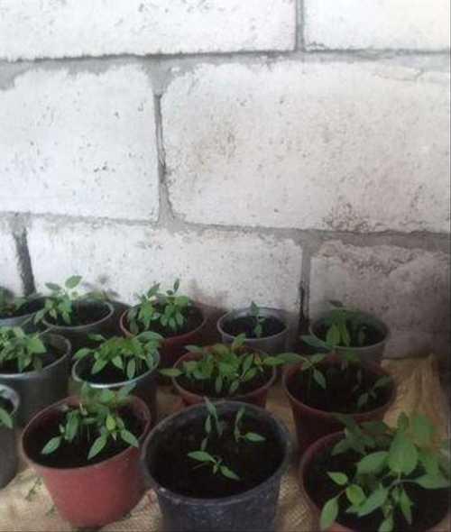 Рассада горького перца Огонёк