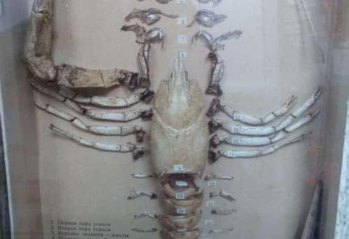 Макет рака с описанием школа