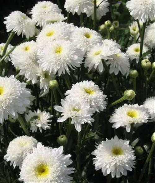 Французская ромашка