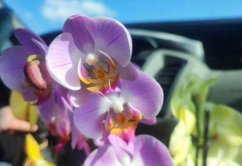 Орхидея фаленопсис и биг лип