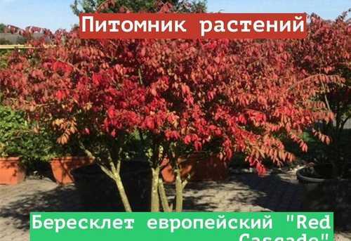 Саженцы Бересклет европейский Red Cascade
