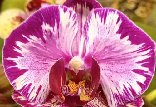 Орхидея фаленопсис Jiuhbao Red Rose