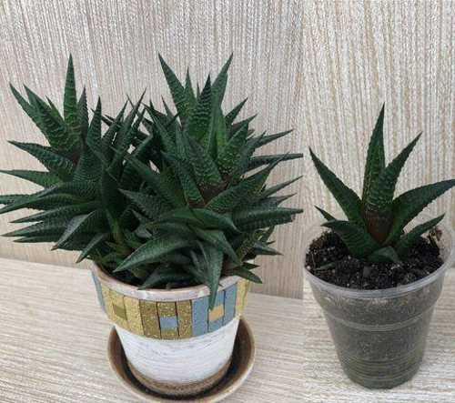 Суккулент Haworthiopsis Limifolia