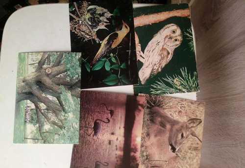 Новые открытки из серии "Планета"