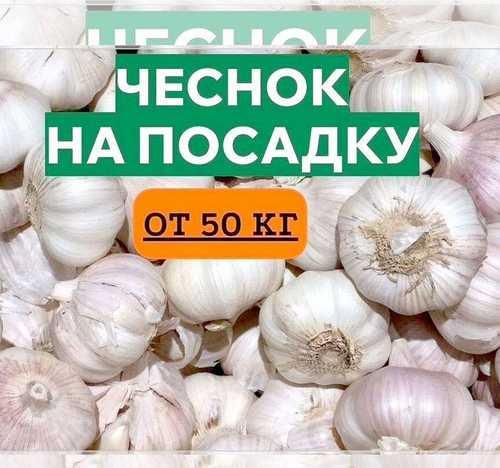 Чеснок озимый