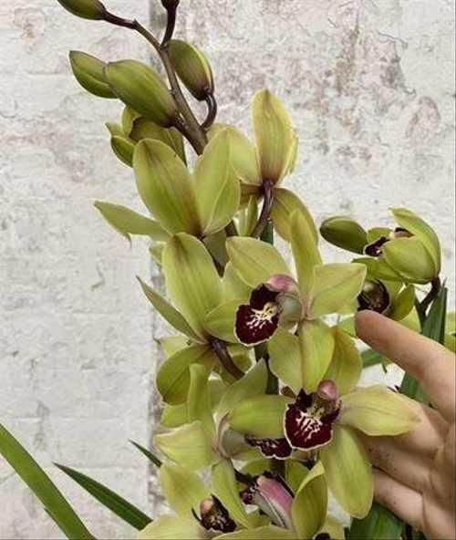 Орхидея Цимбидиум 85 см. Только доставка