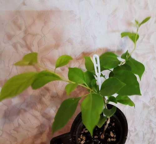 Растение бугенвилия, бугенвиллия