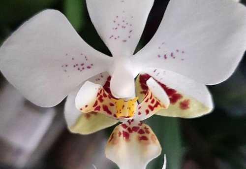 Орхидея Стюартиана Сого