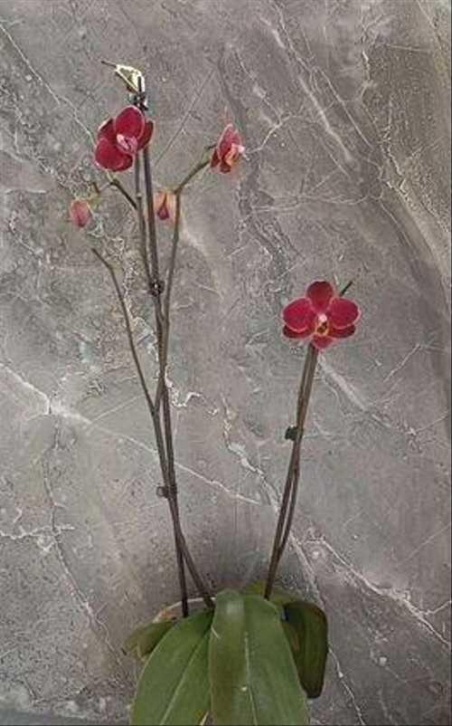 Орхидея фаленопсис Ола красная