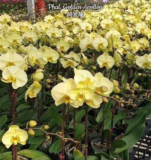 Орхидея фаленопсис В9 Phal. Golden Apollon