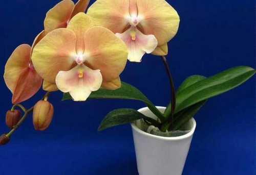 Phal. yellow lover