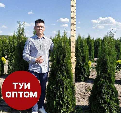 Туя смарагд рост 153 см /опт розница до 50 шт