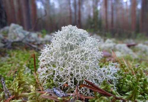 Мох ягель свежий