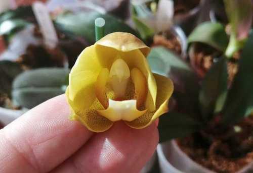 Орхидея фаленопсис Little emperor
