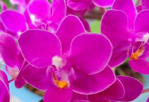 Орхидея фаленопсис mini