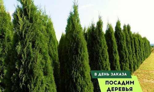 Туи Вип качества Смарагл,Брабант,Колумна
