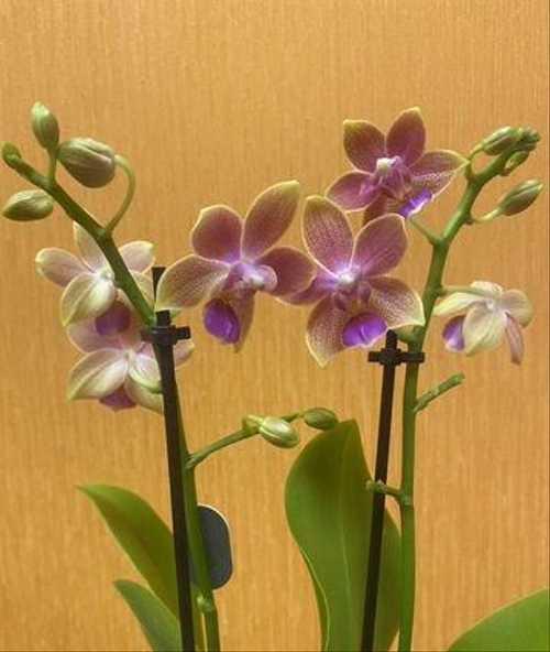 Орхидея Фаленопсис Утренний Бриз (Morning Breeze)