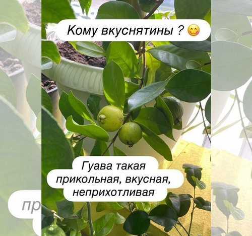 Гуава с плодами,земляничная,лимонная,кимю,мексика