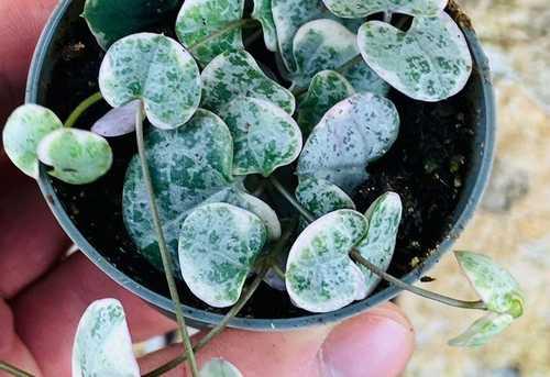 Суккулент Ceropegia woodii