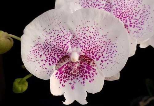 Орхидея фаленопсис Allure Genie биг лип