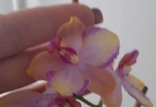 Орхидея фаленопсис Тайсуко Джаспер