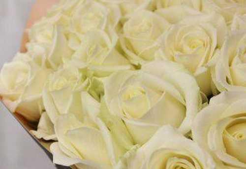 Букет экспресс из 25 белых роз 40-50 см (Россия)