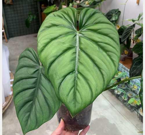 Филодендрон / Philodendron