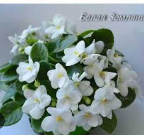 Сортовые фиалки мини