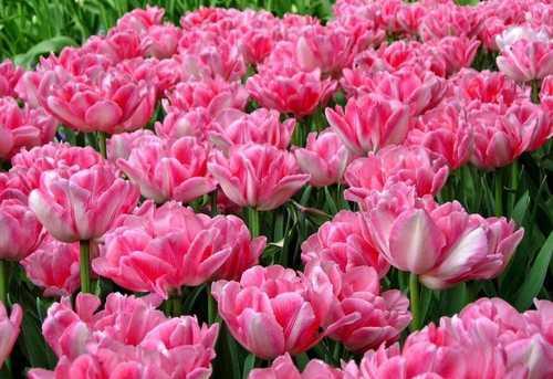 Пионовидные тюльпаны 8 марта