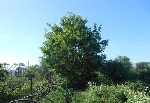 Саженцы дубов