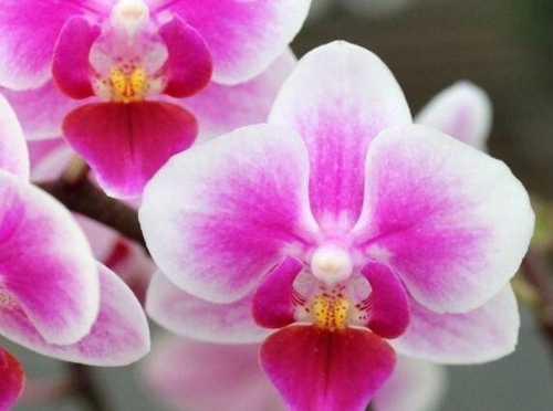 Орхидея фаленпсис Сого Джессика phal. Sogo Jessica