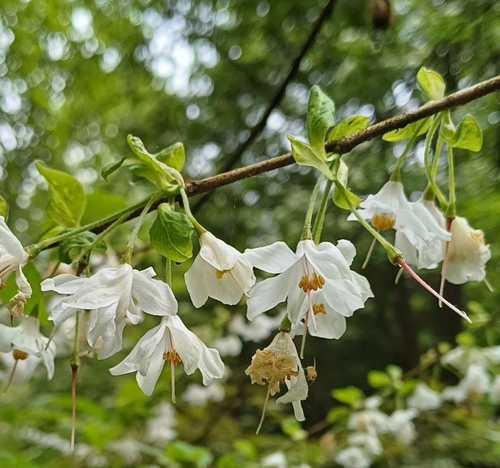 Галезия каролинская семена