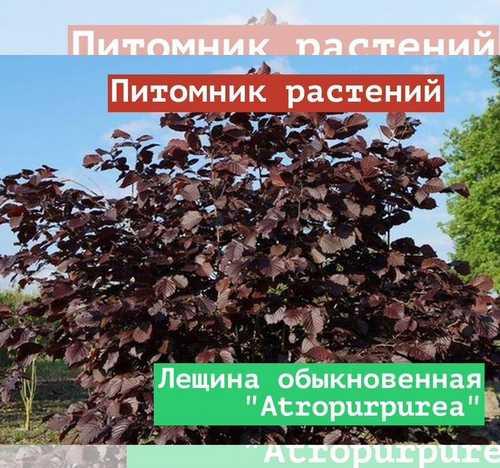 Саженцы Лещина обыкновенная Atropurpurea