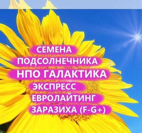 Семена подсолнечника Галактика, Уфа