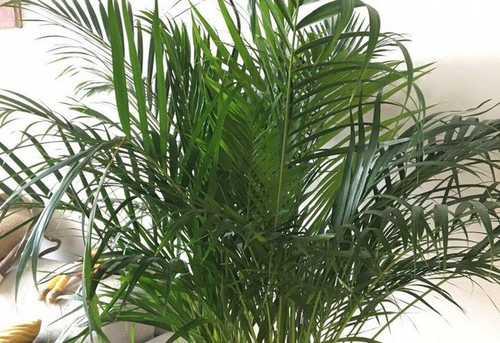 Пальма арека дипсис 170 / 36 хризалидокарпус