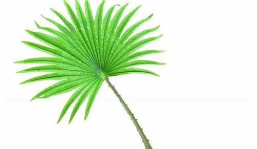 Лист искусственный пальмы Вашингтония веерный 50*7