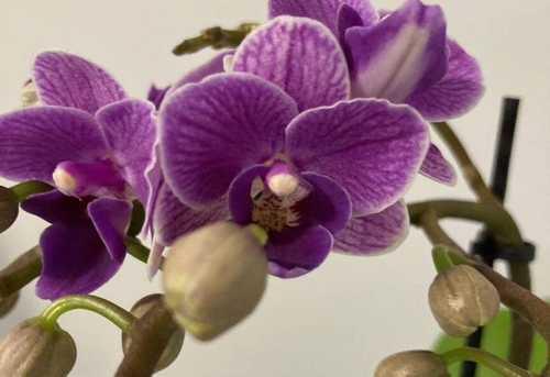Орхидея Violet queen