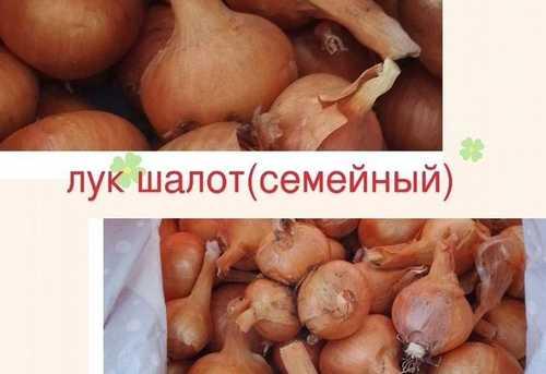 Лук шалот семейный
