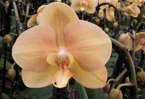 Орхидея фаленопсис Африканский закат